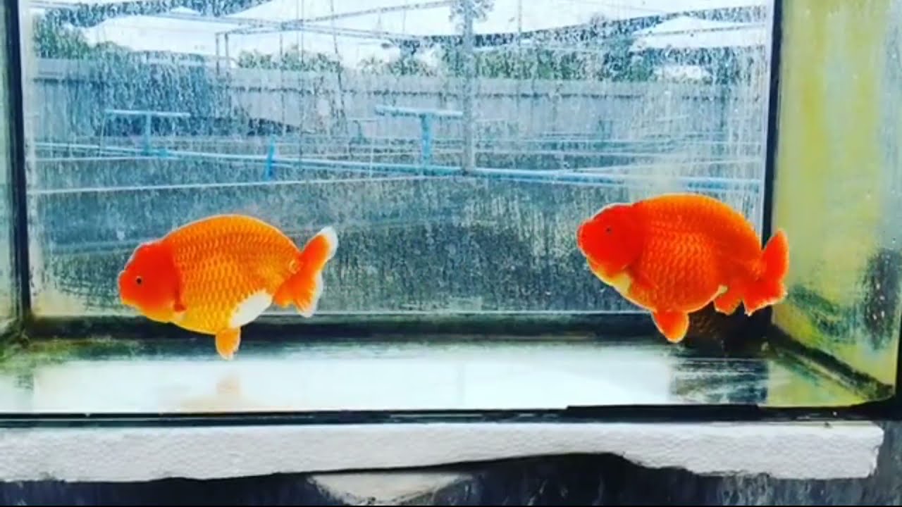 Koki Ranchu Kualitas Import .. Bulky - YouTube