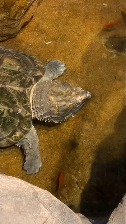 Feeding an Alligator Snapping Turtle - YouTube