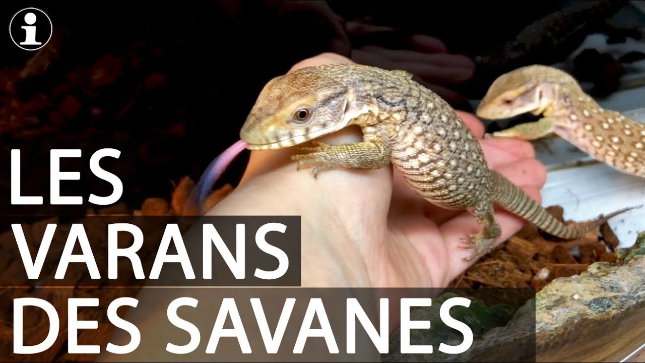 TUTO et PRESENTATION : varan des savanes (Varanus exanthematicus) - YouTube