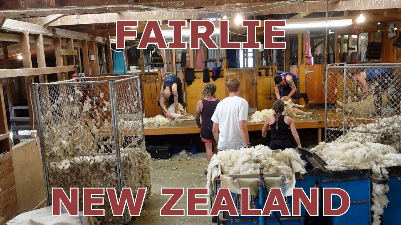 Sheep Shearing in New Zealand🐑 - YouTube