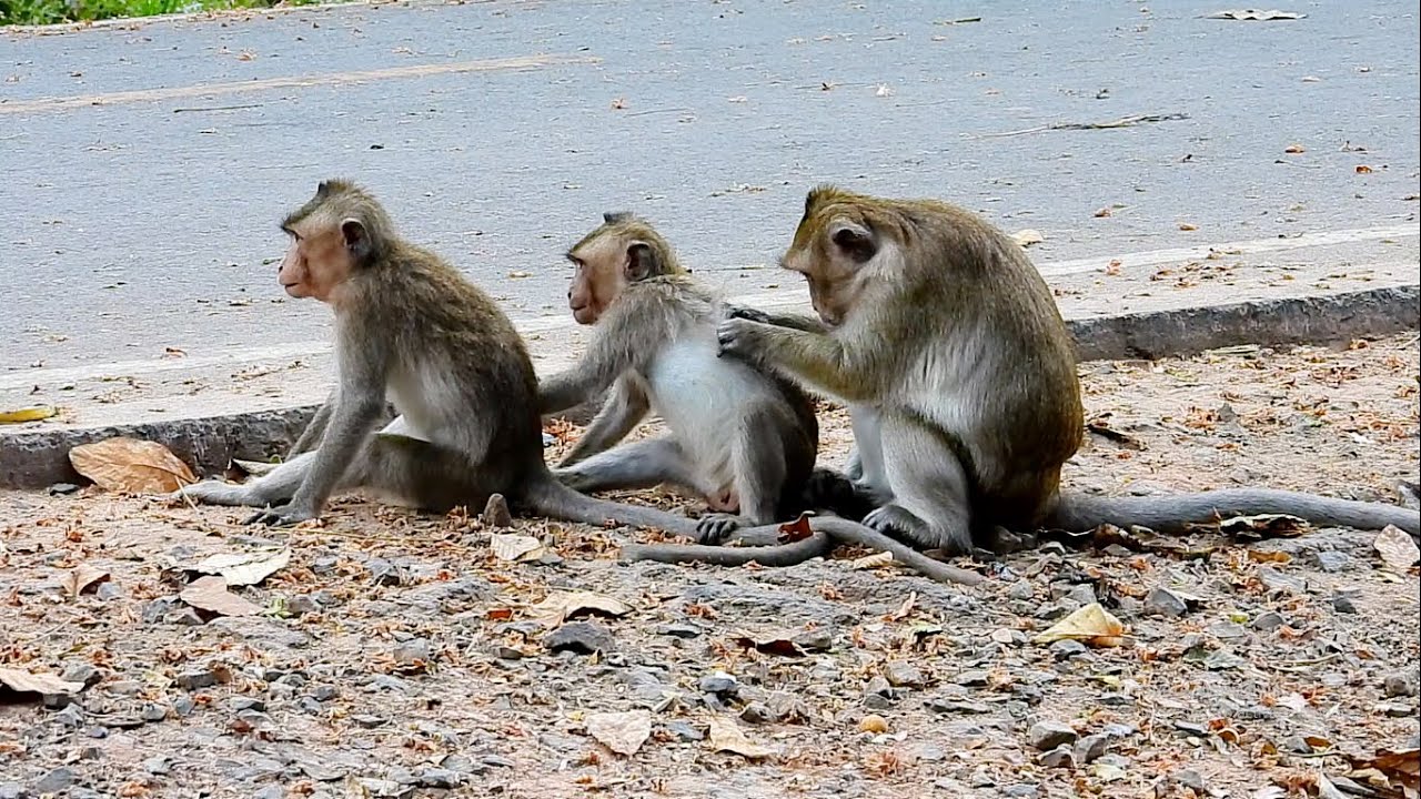 Wow So Funny ! Monkey catching lice in group. Amazing monkey nature ! - YouTube