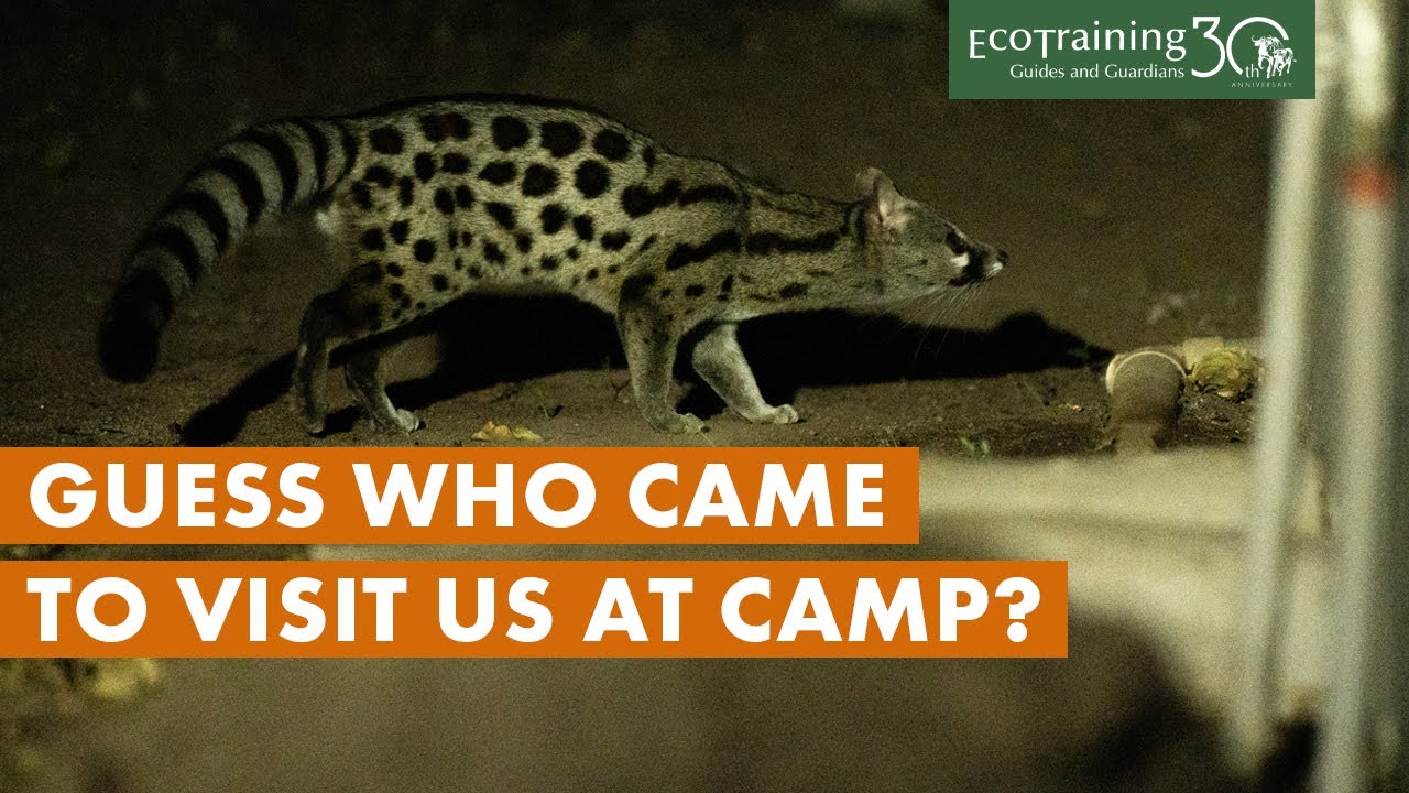 We call him Genet Jackson l Nocturnal visitors to our camps l Episode 1 ...