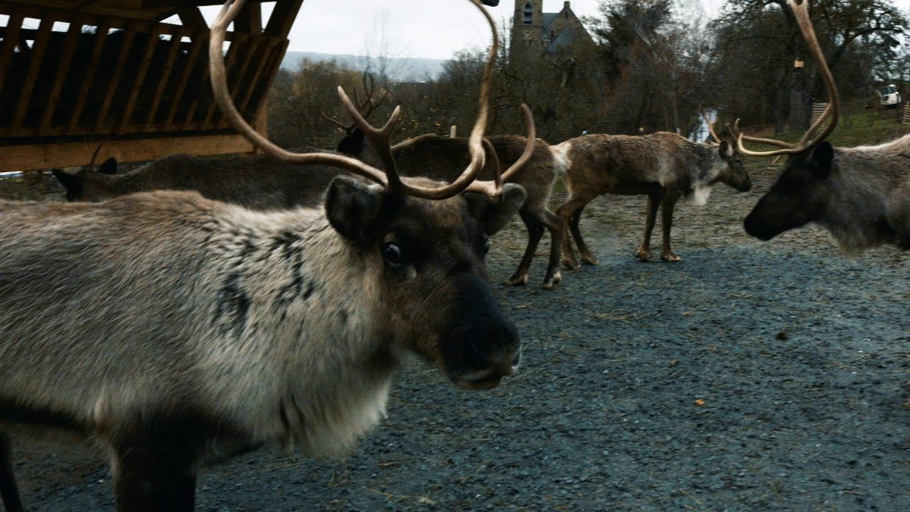 Rentierfarm Loeber - Hello it's us. - YouTube