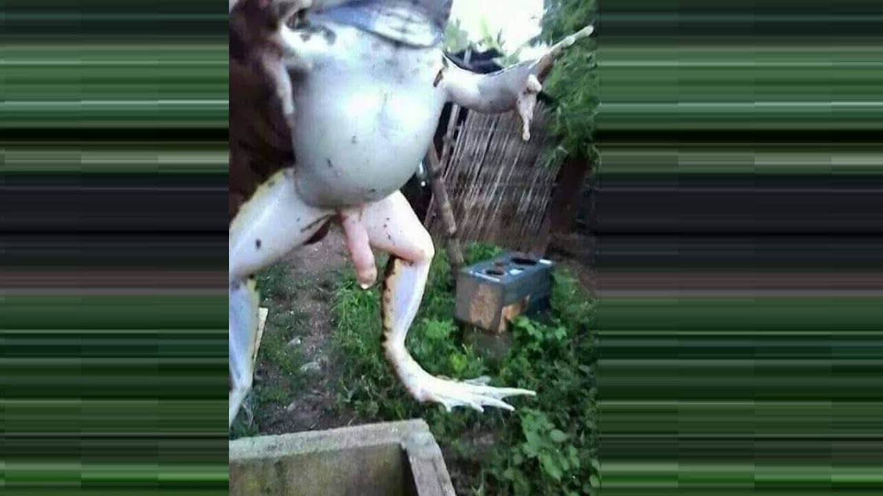 Mutant animals: amazing mutant animals you won't believe are real ...