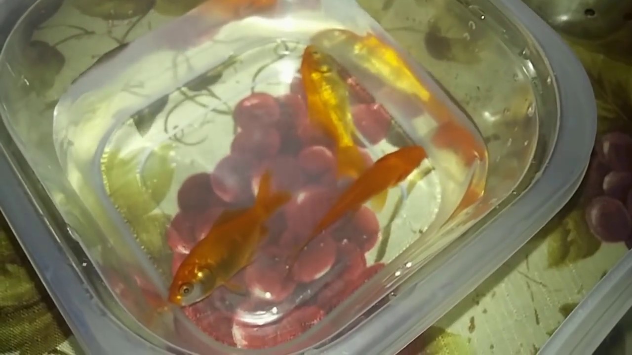 Hibernating a fish but they didn’t die - YouTube