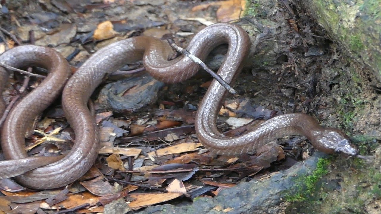 Brown wolf snake - Lycodon effraenis - YouTube