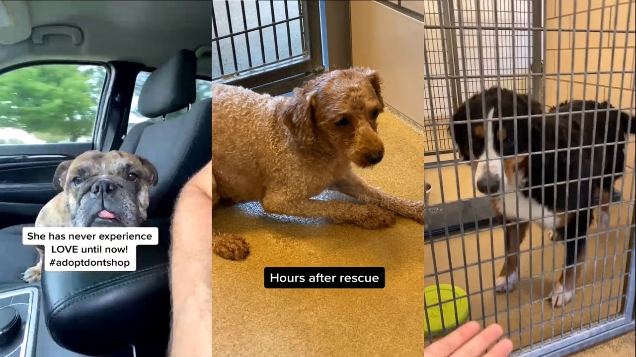 Priceless moments of adopted reclusive dogs - Compilation 2022 - YouTube