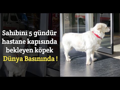 Sahibini 5 Gündür Hastane Kapısında Bekleyen Köpek, Dünya Basınında
