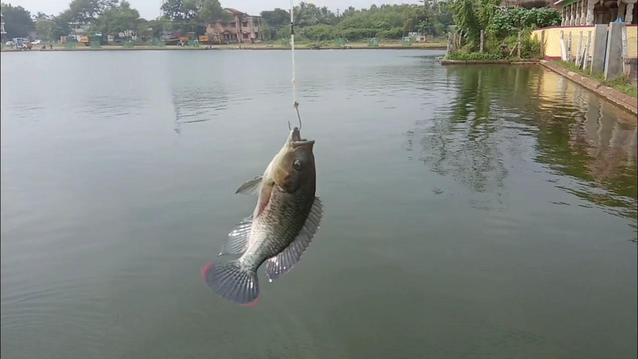Tilapia Fishing | Thoondil | Village Fishing | தூண்டில் மீன் பிடி ...