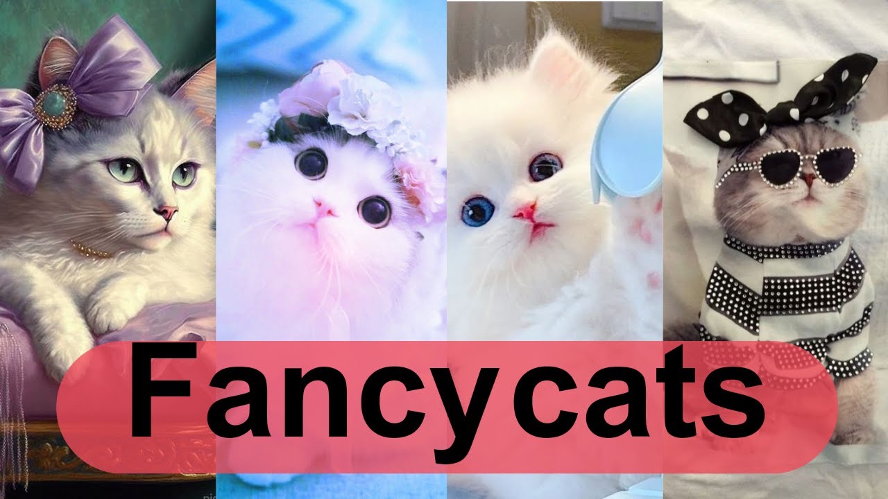 Lashkary fashion k #fancycats #persioncat #calicocats #catsoninstagram - YouTube