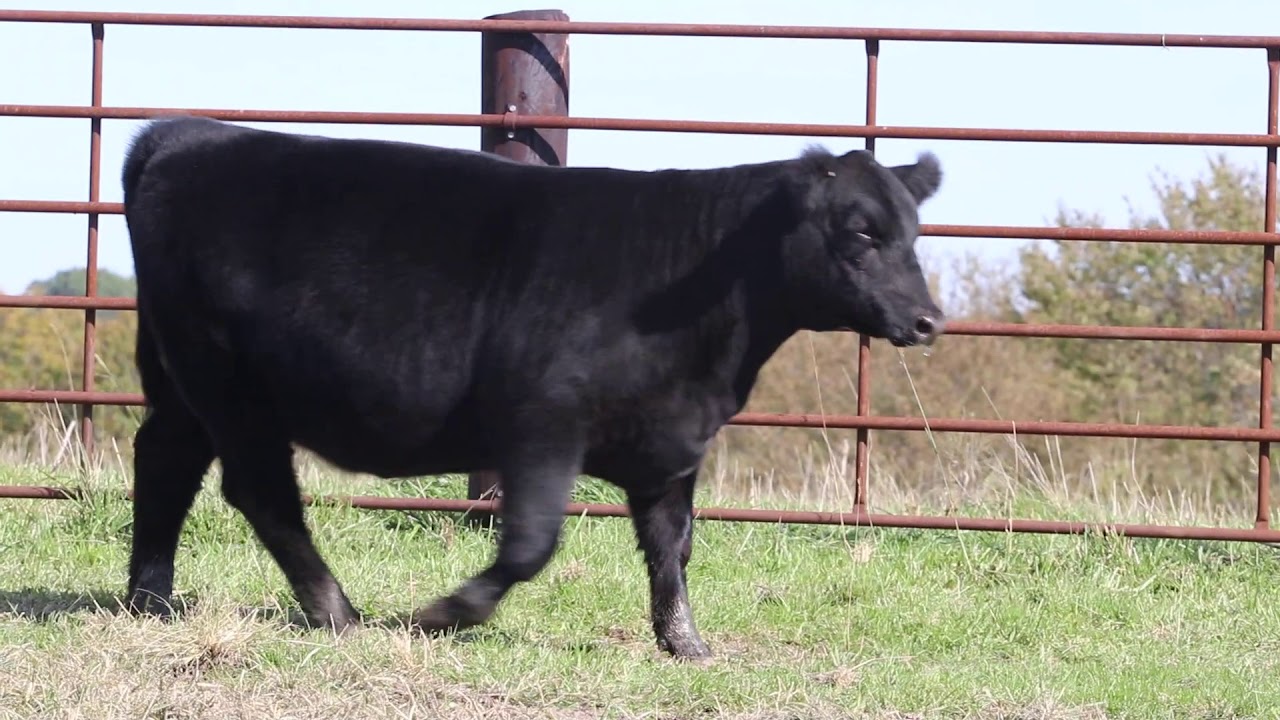 angus heifer - YouTube