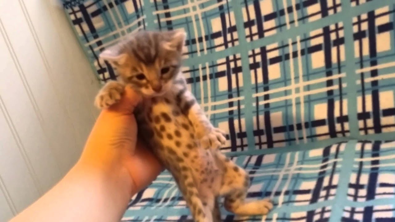 Baby Bengals - Rare Blue Spotted F3 Bengal Kitten Female - YouTube