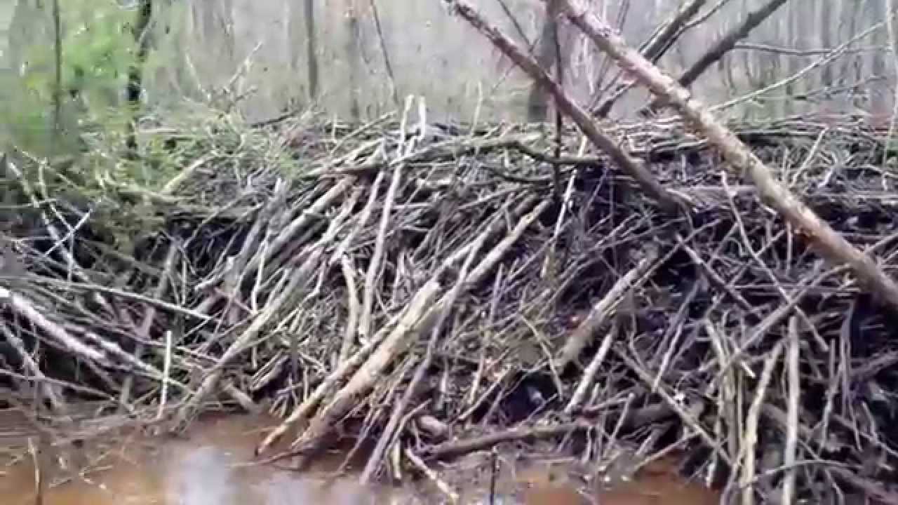 Beaver dam problems - YouTube