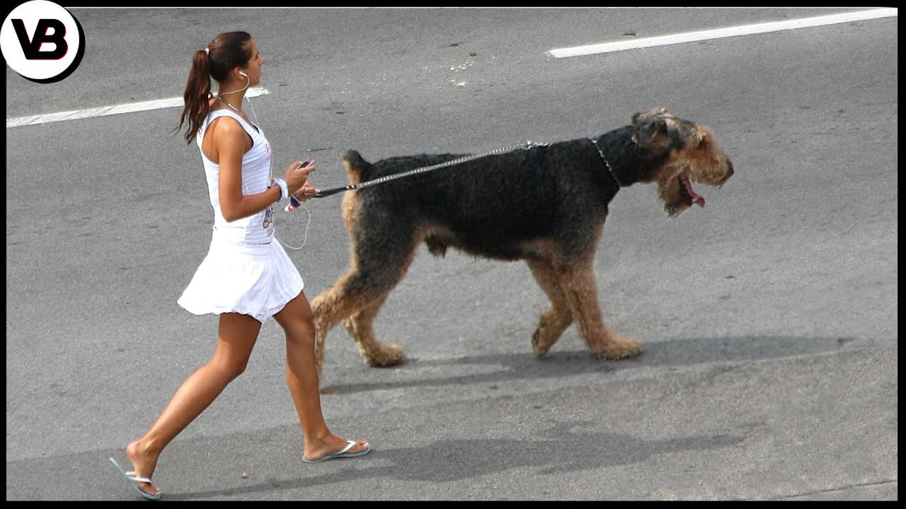 These Are The Most Feminine Dog Breeds - YouTube