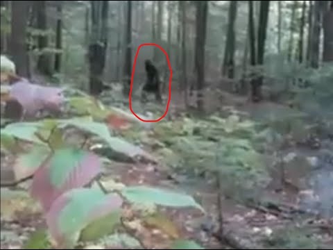 Bartlett Bigfoot Captured on Video in New Hampshire - YouTube