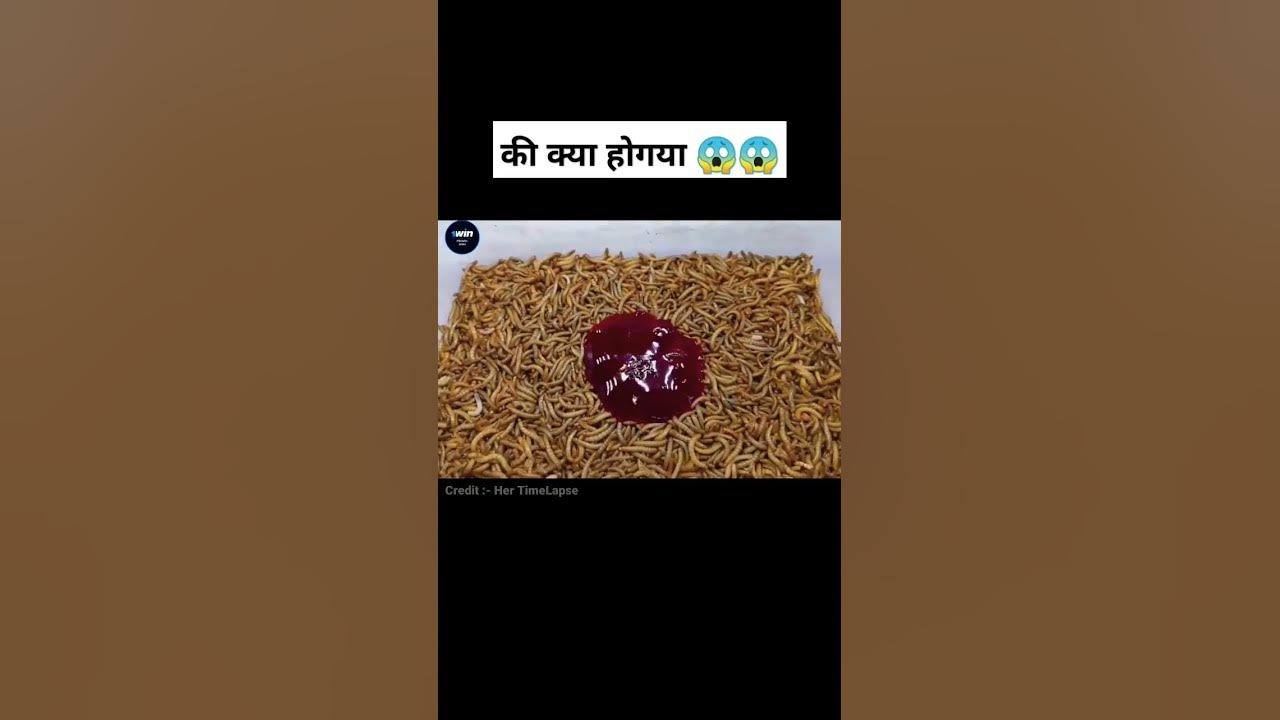 Experiment 😱 Shocking Mealworms Result @MRINDIANHACKER (Crazy Xyz New Video) #shorts - YouTube