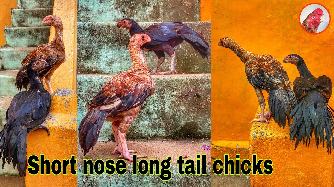 Short beak chicks || Keeri & black chicks || Long tail chicks || @Nayak ...