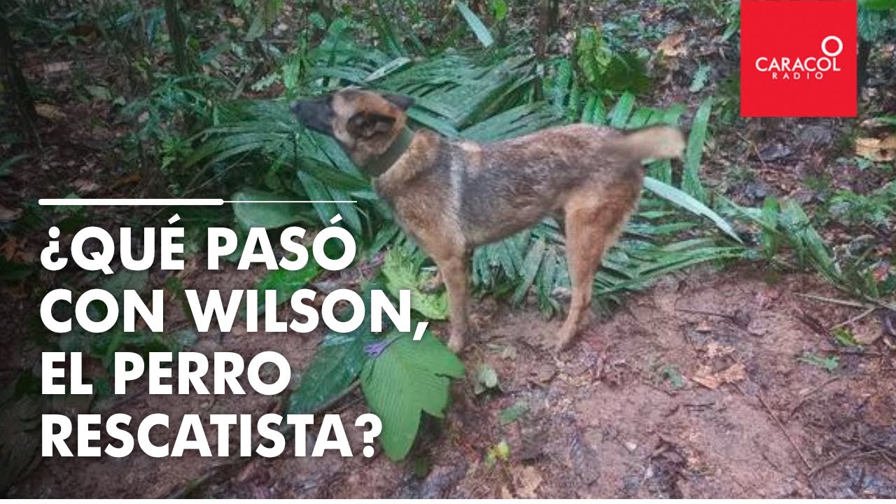 ¿Qué pasó con Wilson, el perro rescatista del Guaviare? | Caracol Radio ...