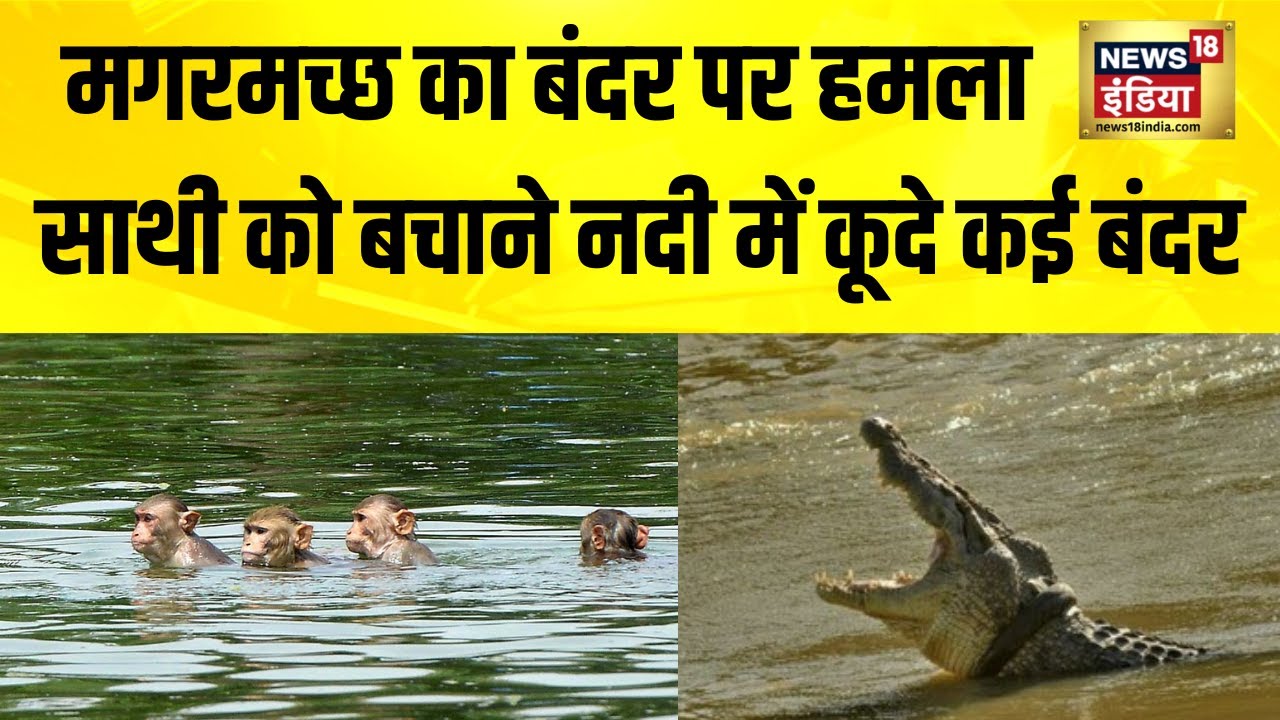 औडिशा में नदी में तैरते दिखे 20 से ज्यादा बंदर | Odisha | Monkey Video ...