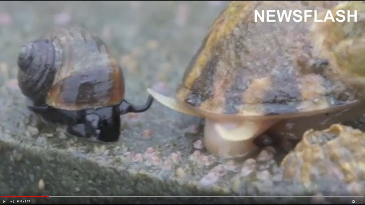 Limpet And Sea Snail High Five Each Other - YouTube