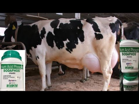 SODAPHOS (Sodium Acid Phosphate) P-Soda,K-phos पाउडर कब, कैसे देll क्या ...