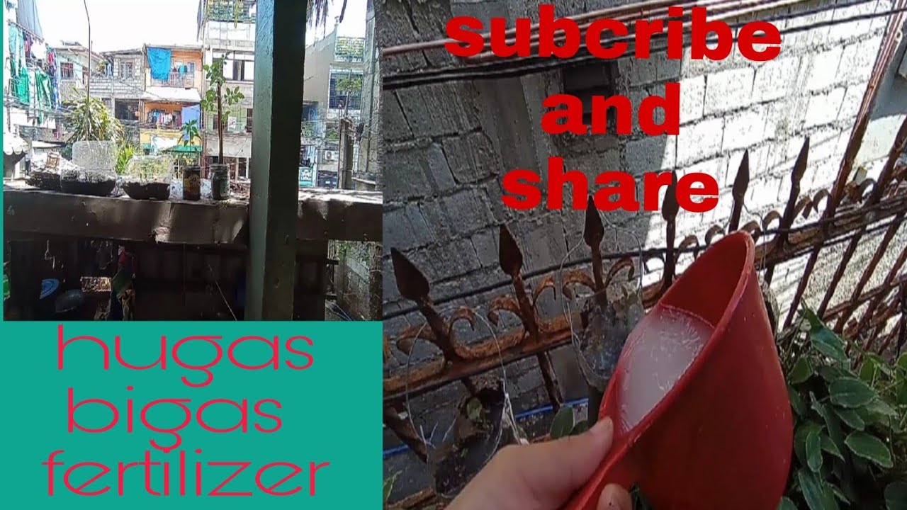 •3rd Vlog | Hugas bigas Organic Fertilizer in lettuce 🌱 #SmallYouTuber ...