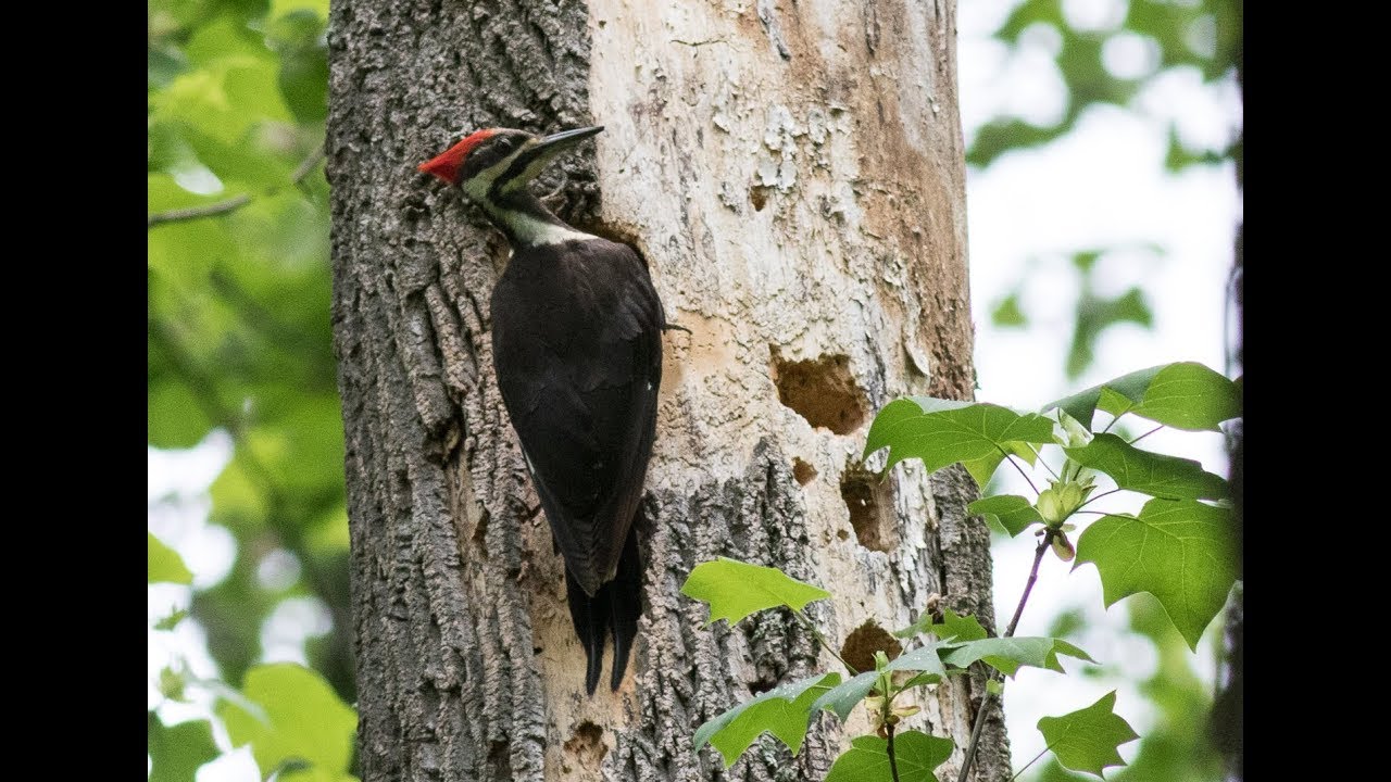 Pileated Woodpeckers, 2 chicks have hatched! 5 14 2019 - YouTube