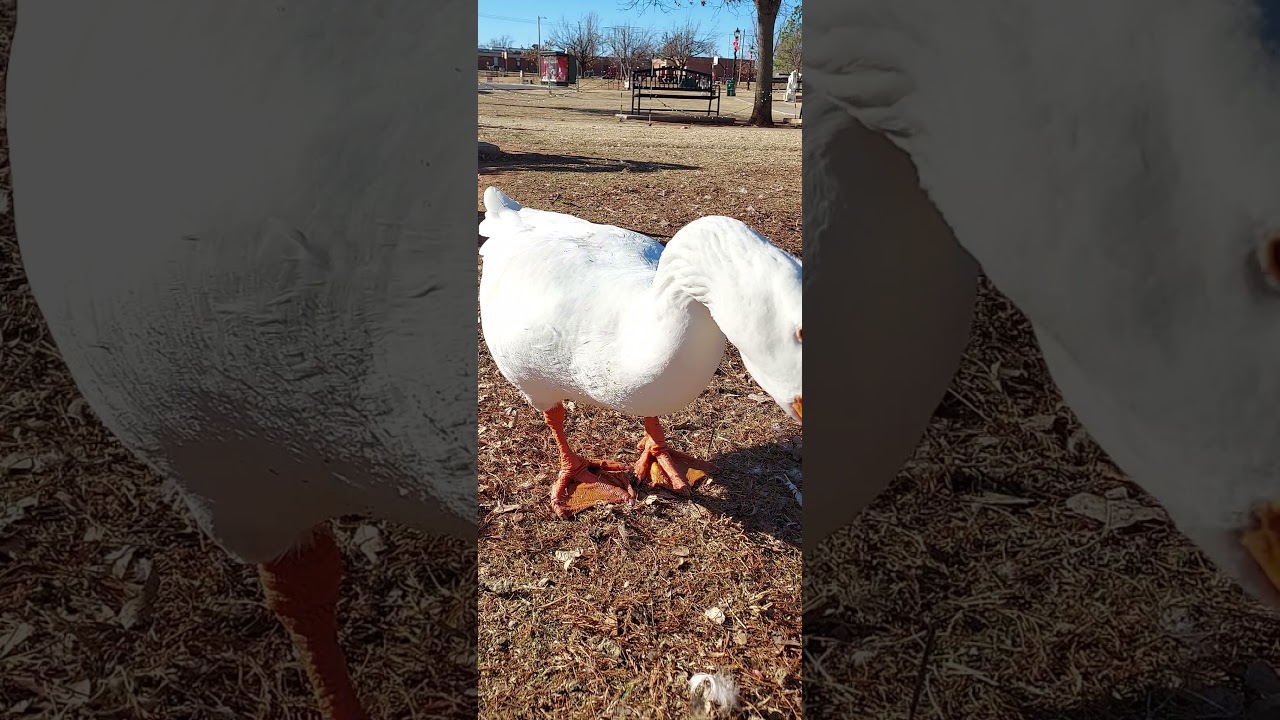 Elderly Goose Limping Around 😥 #shorts - YouTube