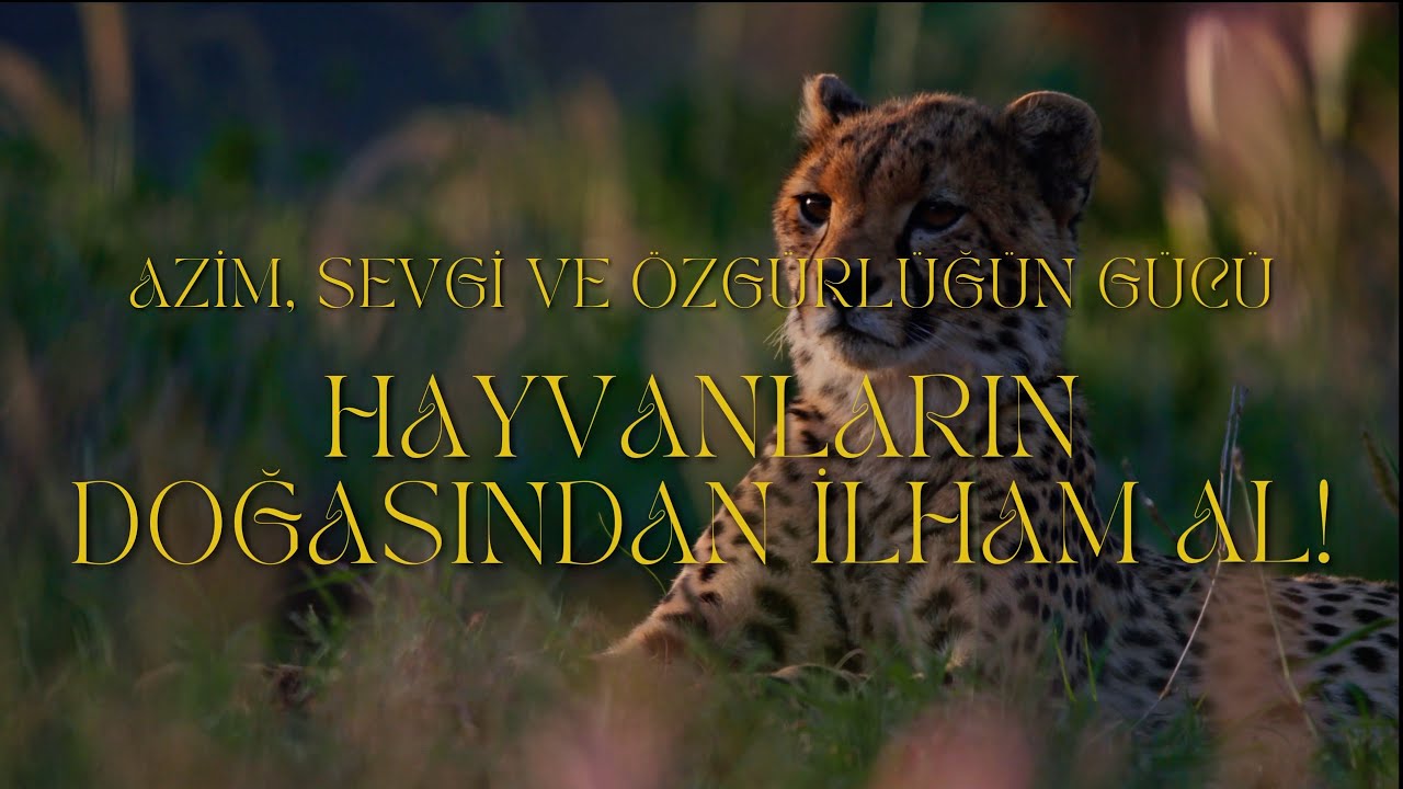 Hayvanlardan İlham Al: Azim, Sevgi ve Özgürlüğün Gücü | Motive Eden ...