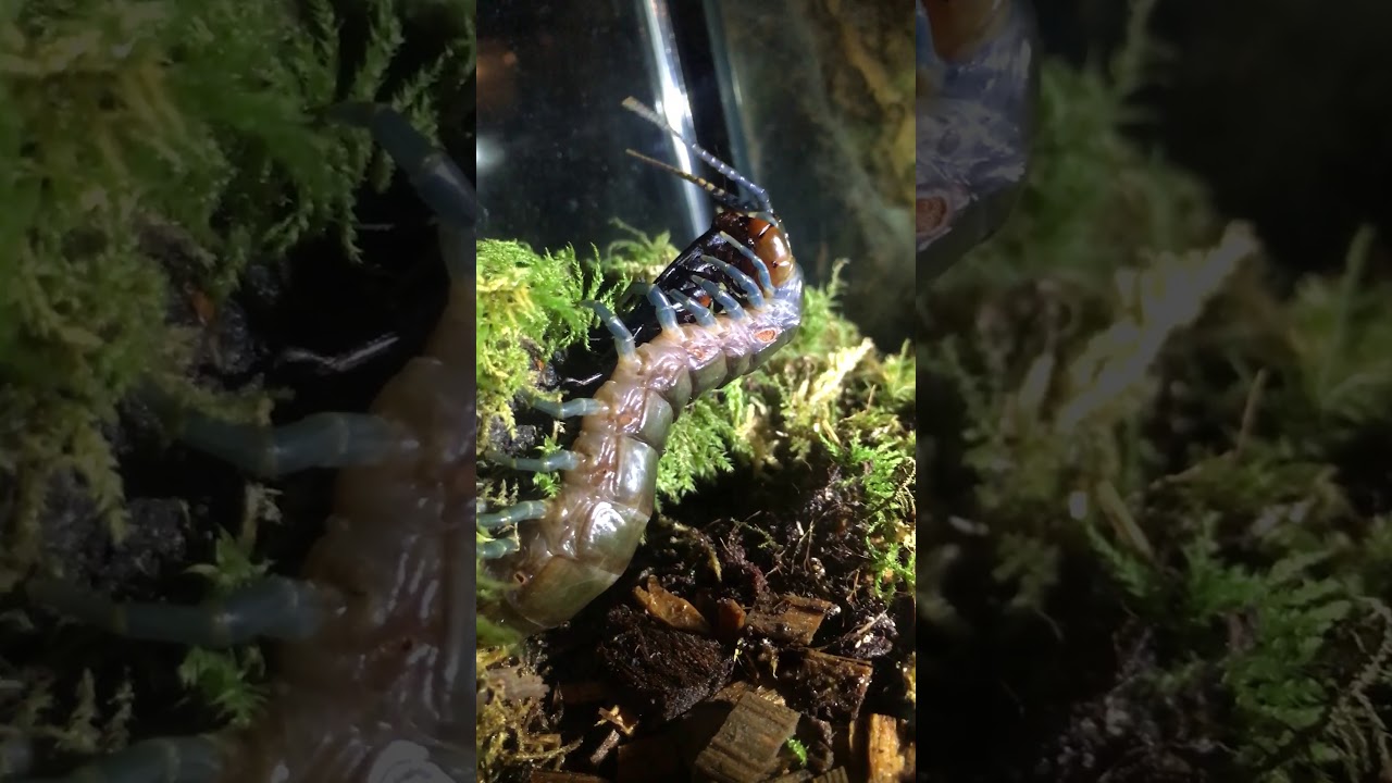 Giant Blue Leg Centipede - Ethmostigmus Trigonopodus - YouTube