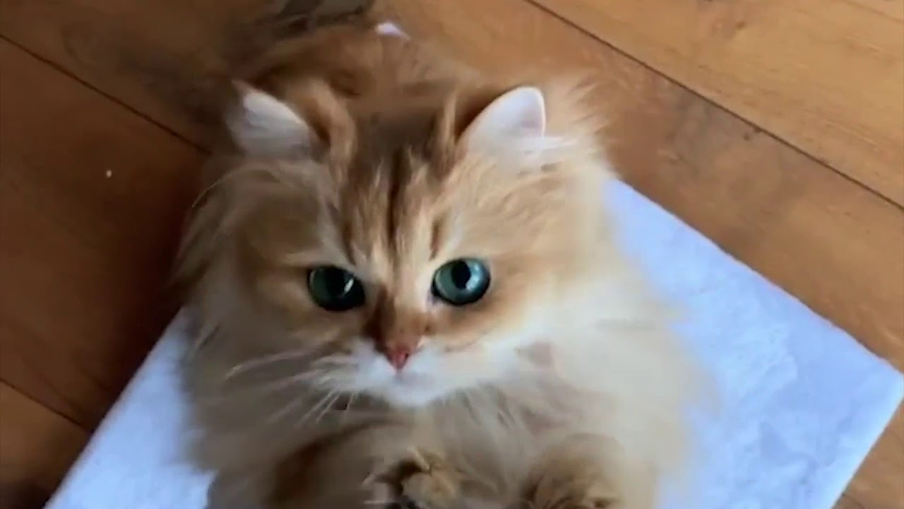 Meet the Queen of Fluff 👑Smoothie the Cat - YouTube