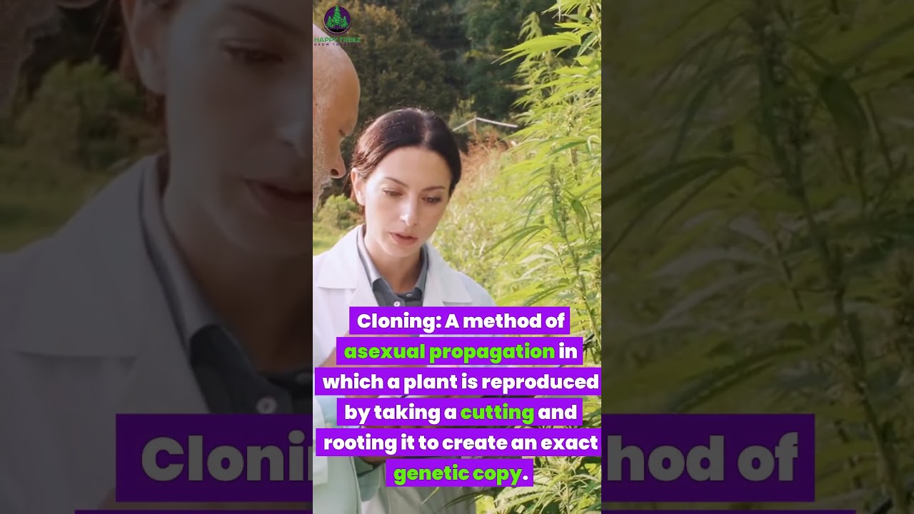 Decoding Cloning: Exploring the Science and Ethics - Go IT Decoding Cloning: Exploring the Science and Ethics - Go IT