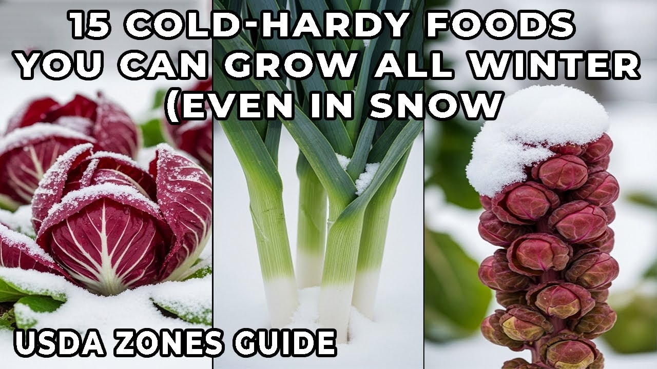 15 Cold-Hardy Foods You Can Grow All Winter (Even in Snow) — USDA Zones ...