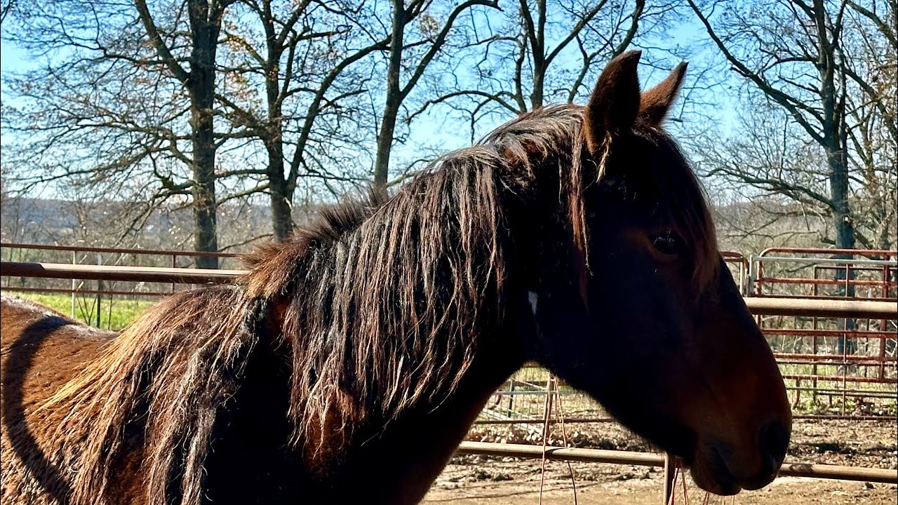 Check out our latest RESCUE MISSION- MUSTANG MARE from Eagle HMA. Part ...