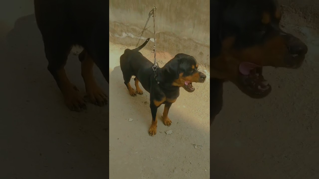 Rottweiler Attacking Dog - YouTube