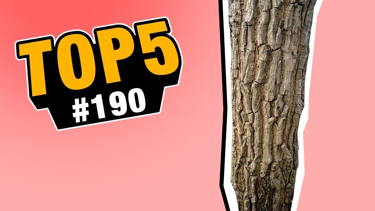 TOP 5 Twitch Highlights #190 - Caule Liberado! - YouTube