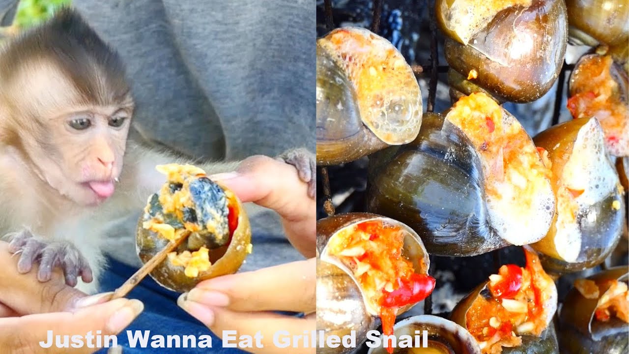 Yummy Grilled Snails For Baby Monkeys, Katy And Justin| Snail Cooking ...