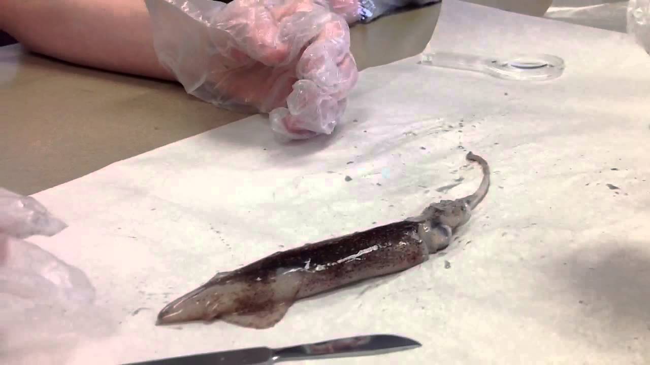 Squid Dissection part 1 - YouTube