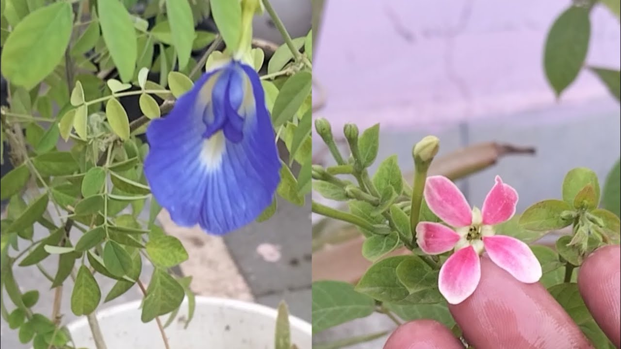 Aprajita ka plant||Blue Pea plant||Aprajita Vine plant care flowering ...