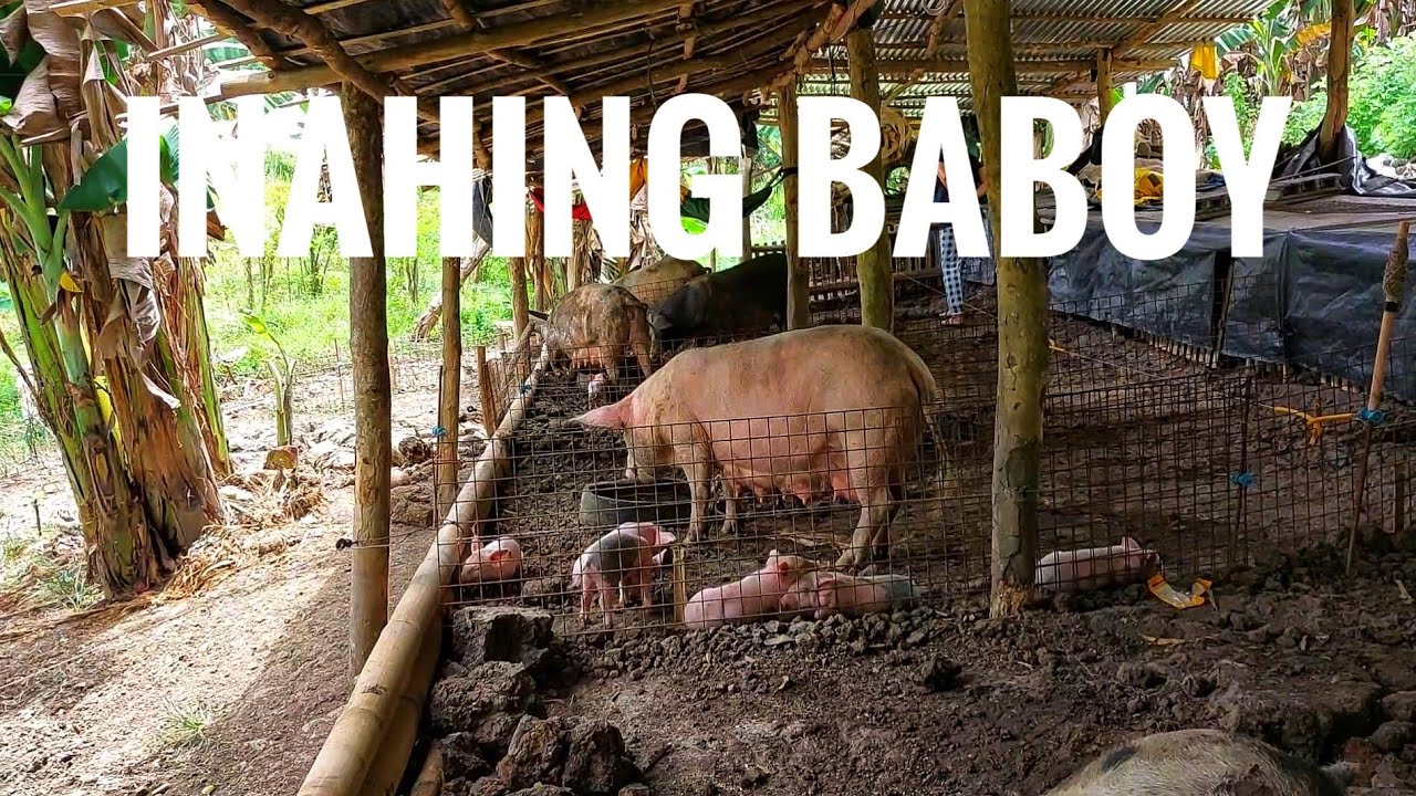 Inahing Baboy | Update sa kanilang kulungan @ThessalonicaFarm - YouTube