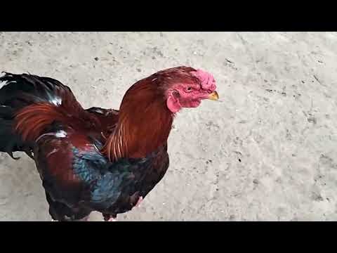 Rooster shamo Shamo Crowing 🐔 Shamo Rooster aseel murga @aseelbreed761