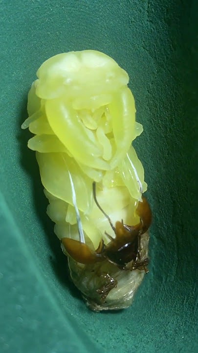 引き続きヘビー級太物:GX50-X（X8.03）無敵の変態能力、前蛹24gから - YouTube