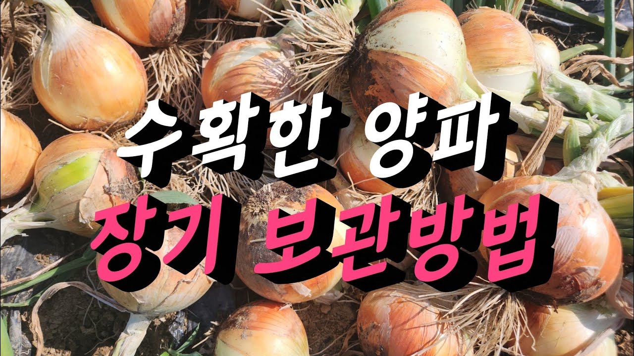 양파수확후 장기보관방법 날짜 생육기간 작물상태 등 제일 확실한 양파수확시기 알수 있는 방법 양파캐는시기 장마가 오기전