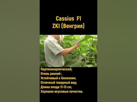 Огурец Кассиус F1 - отличный выбор для вашей теплицы. - YouTube