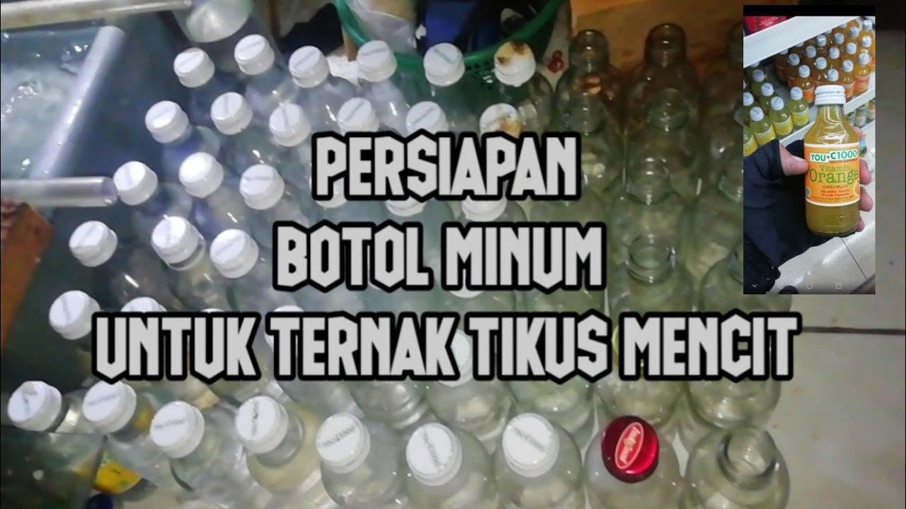 Persiapan Botol Minum Untuk Ternak Tikus Mencit - YouTube