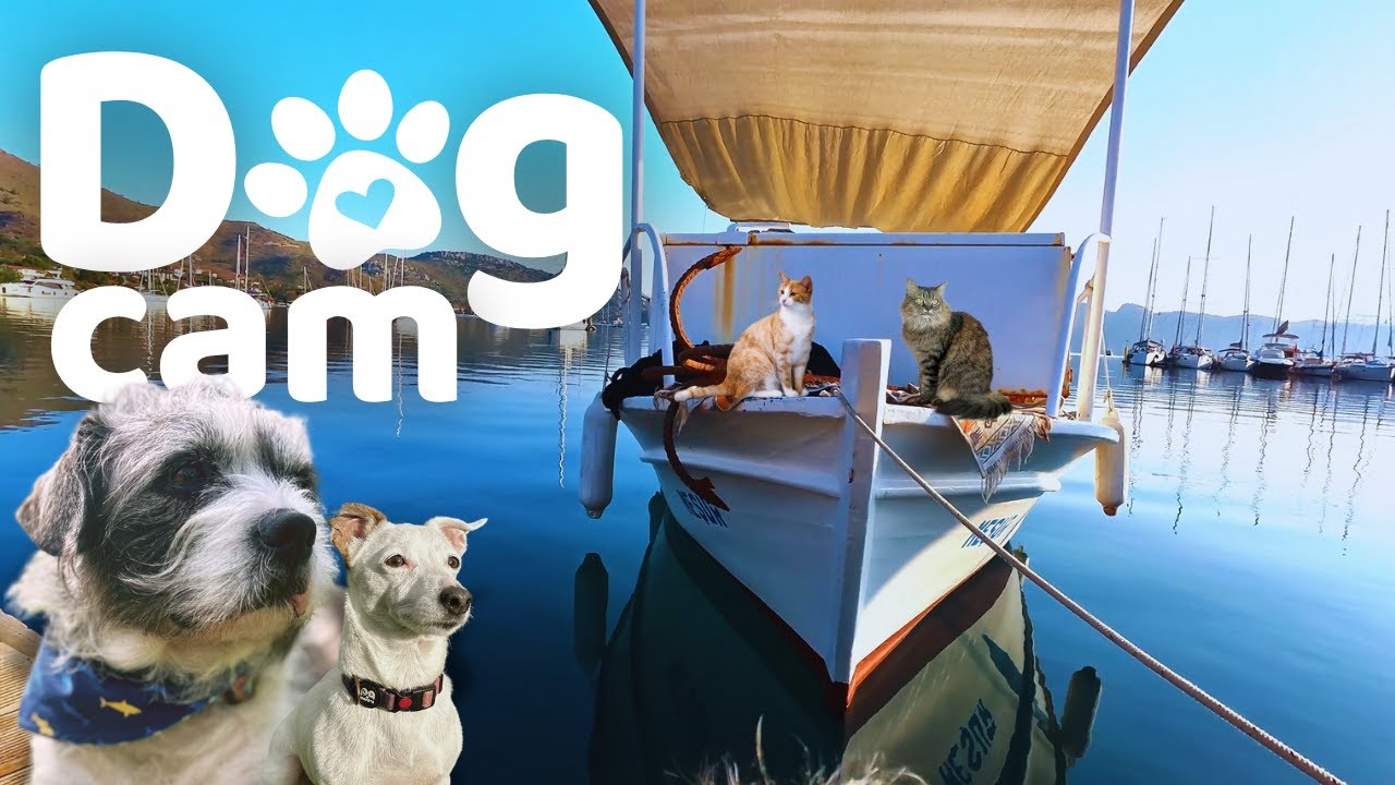 Dog Cam | 10-Hour Virtual Dog Walk: Waking Up in a Coastal Town - YouTube