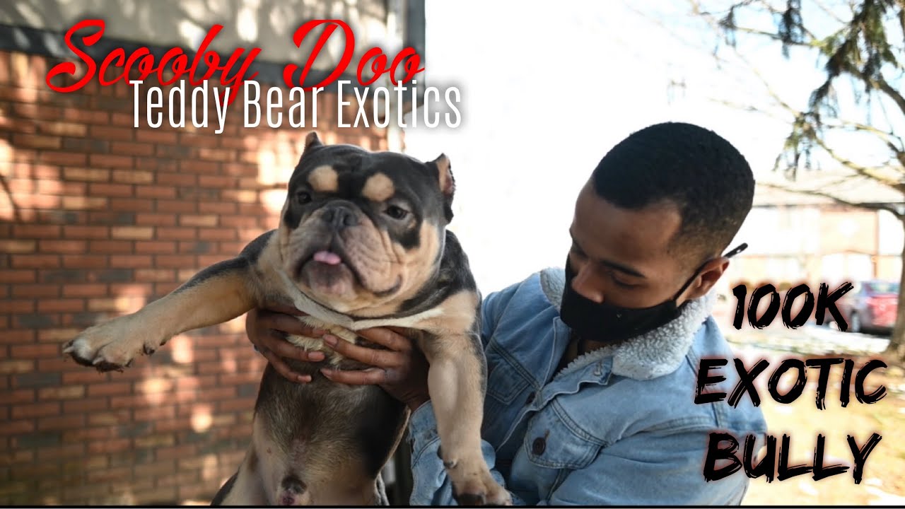 World Famous Exotic Bully: Introducing the Teddy Bear Exotics #exotics ...