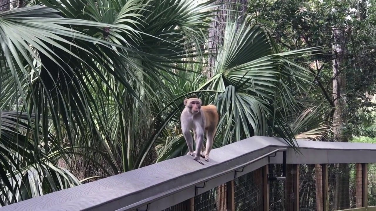 Monkey Charges At People In Florida State Park YouTube monkey-charges-at-people-in-florida-state-park-youtube