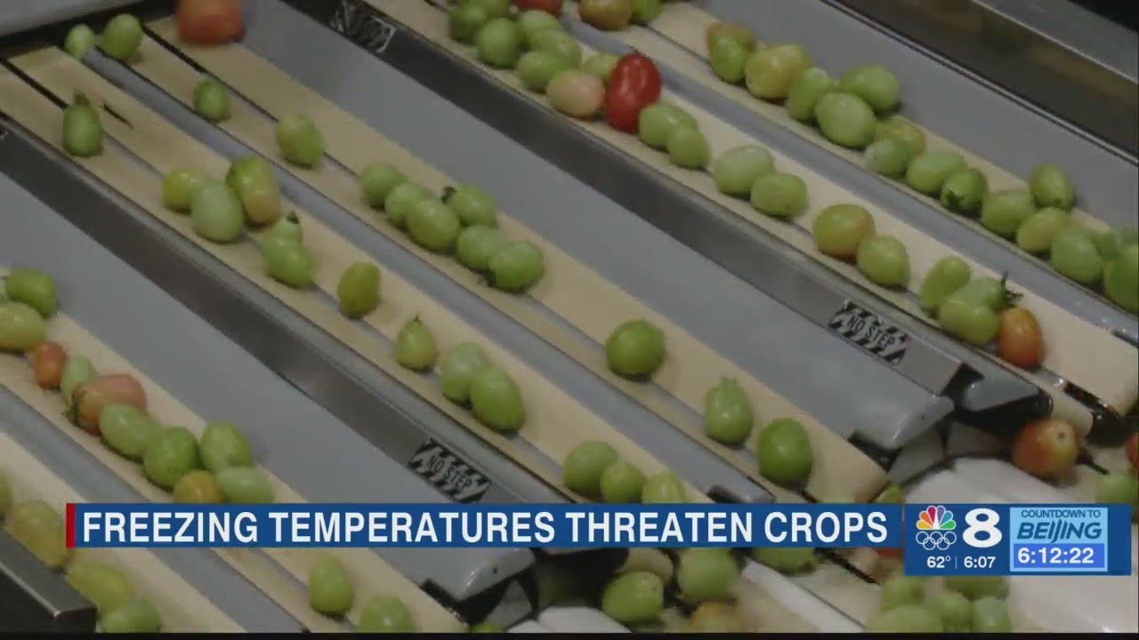 Florida farmers brace for freezing temperatures that could threaten ...
