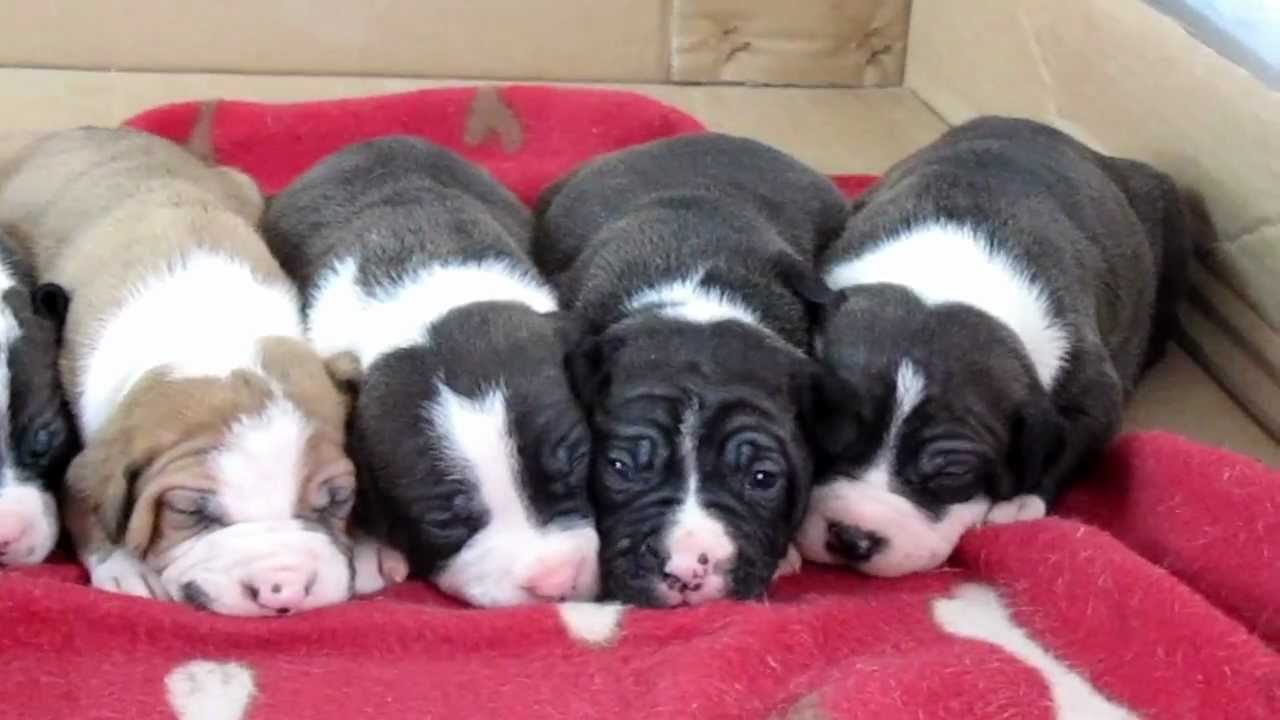CACHORROS AMERICAN STANFORD TERRIER (nacidos 12/02/2012) - YouTube